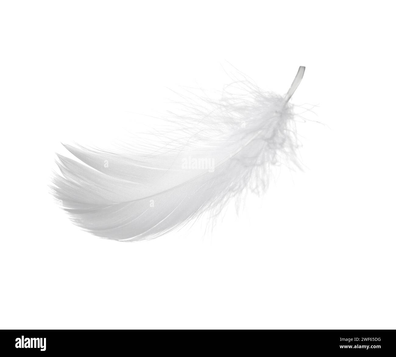 Beautiful fluffy bird feather isolated on white Stock Photo - Alamy