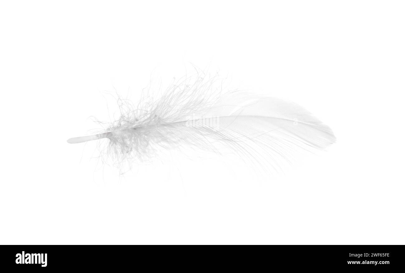 Beautiful fluffy bird feather isolated on white Stock Photo - Alamy