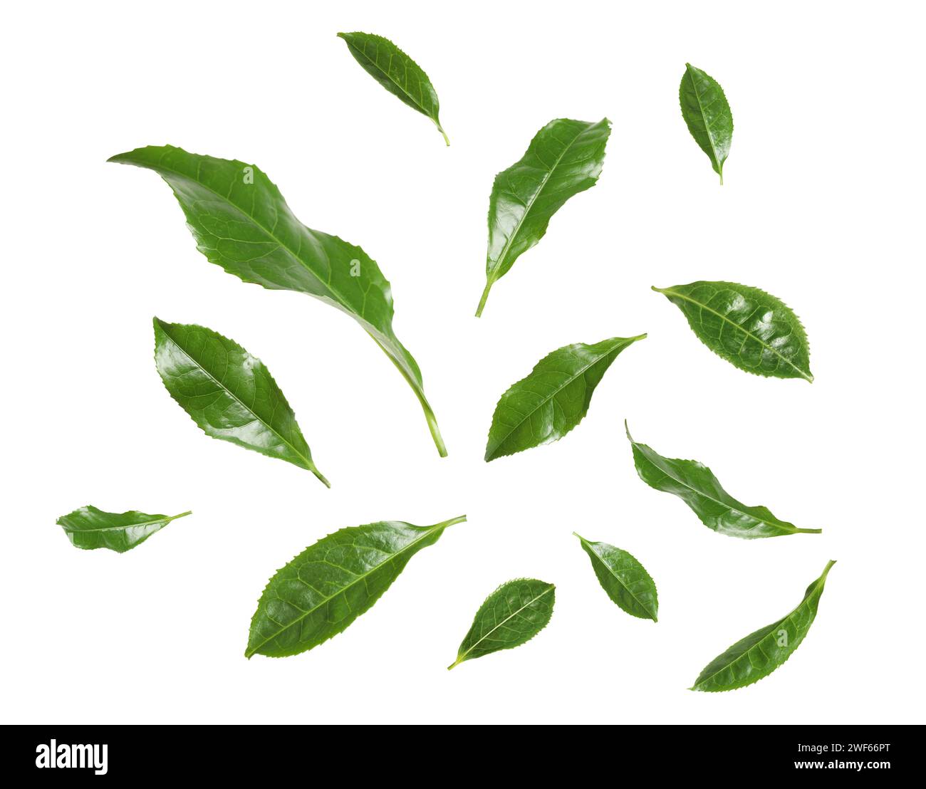 Fresh green tea leaves falling on white background Stock Photo - Alamy