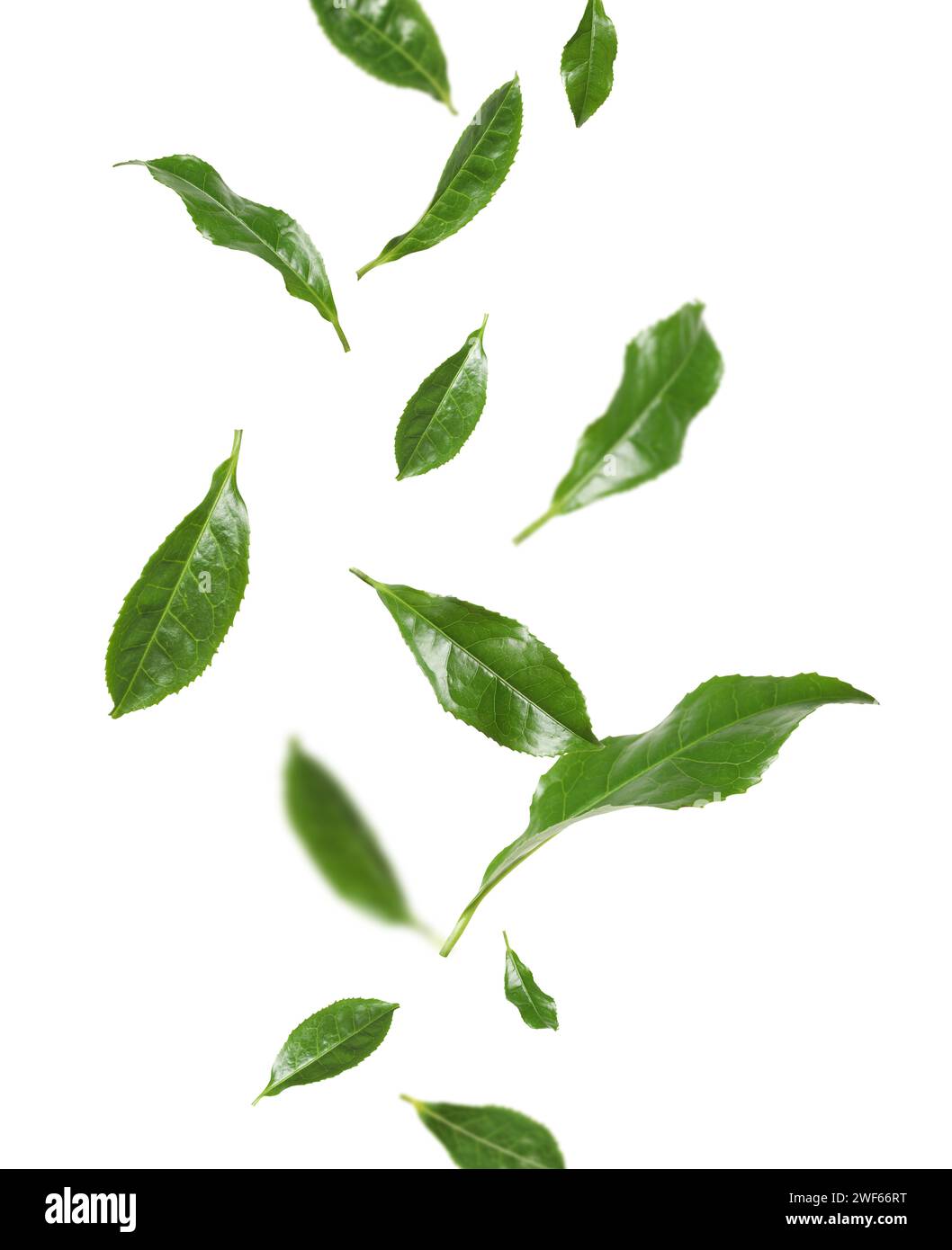 Fresh green tea leaves falling on white background Stock Photo - Alamy