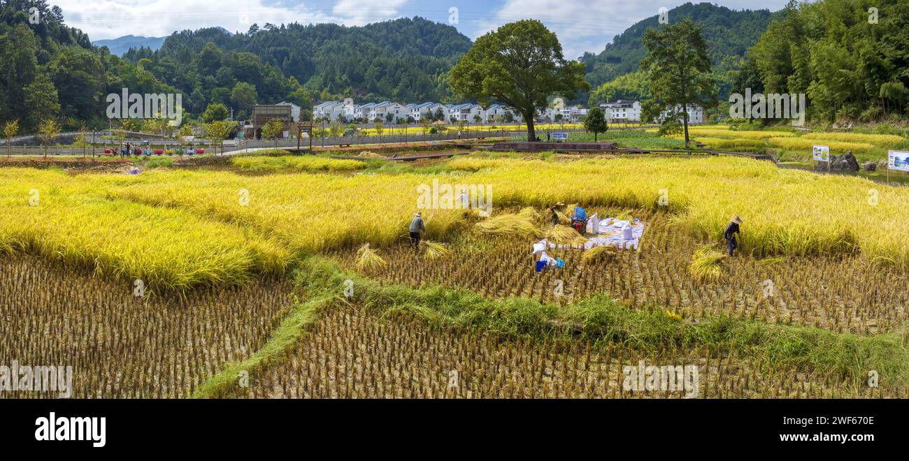 Autumn Harvest in Baiyu Village, Pingnan, Fujian Stock Photo - Alamy