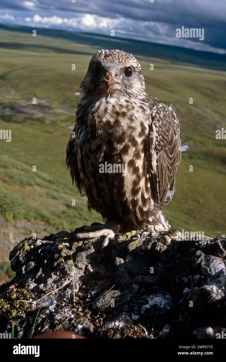 gyrfalcon, Falco rusticolus, juvenile getting ready to fly, North Slope ...