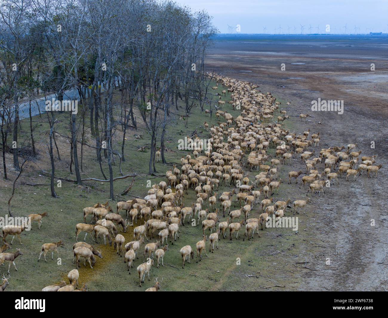 Elk in the Yellow Sea Wetland Protection Area of Yancheng, Jiangsu ...
