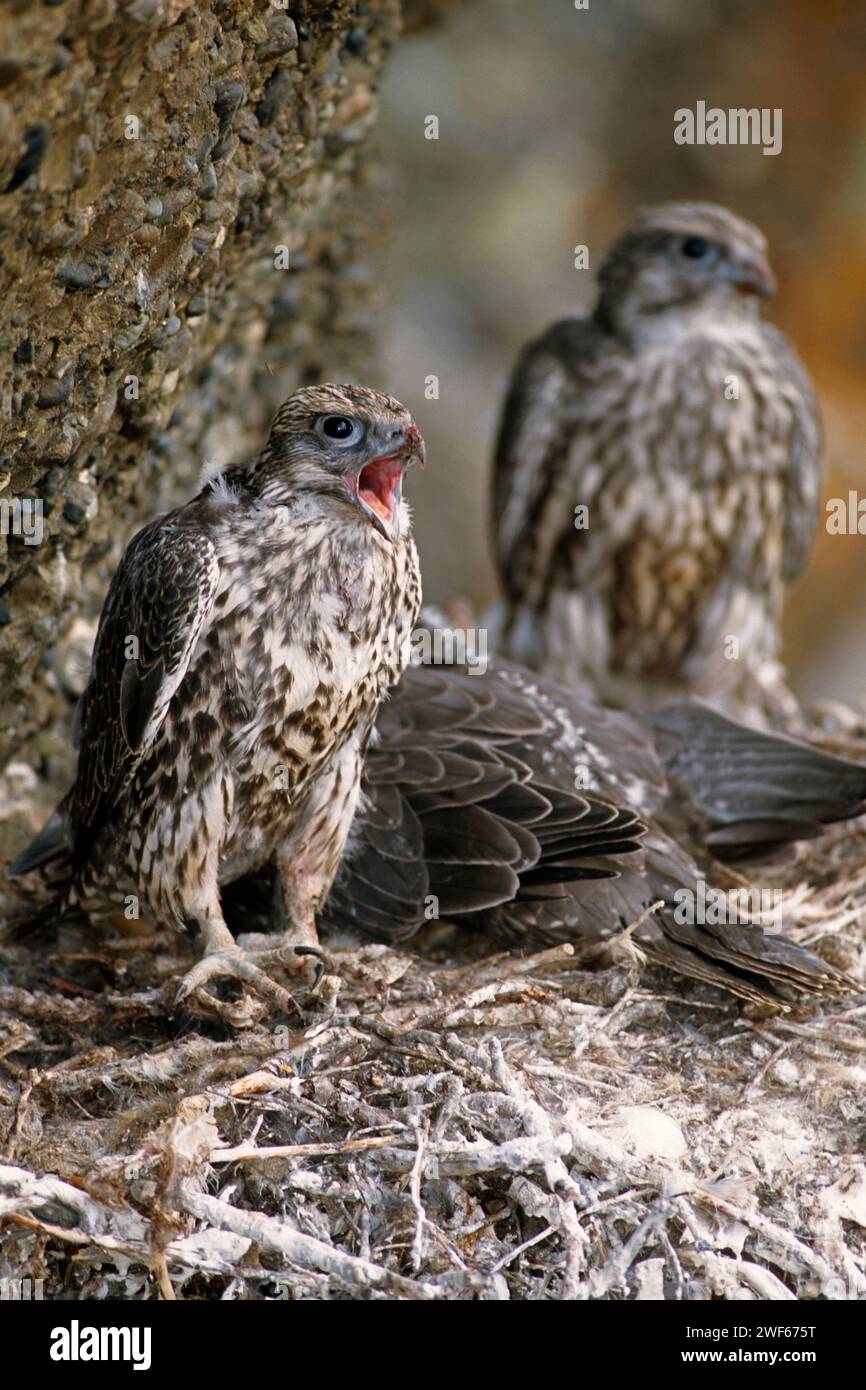 gyrfalcon, Falco rusticolus, juveniles getting ready to fly, North ...