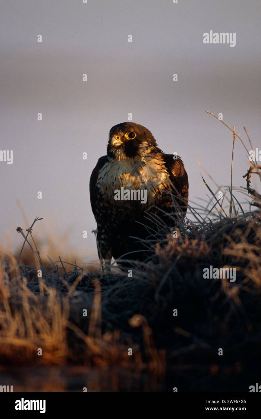 peregrine falcon, Falco pereginus, on the 1002 coastal plain of the ...