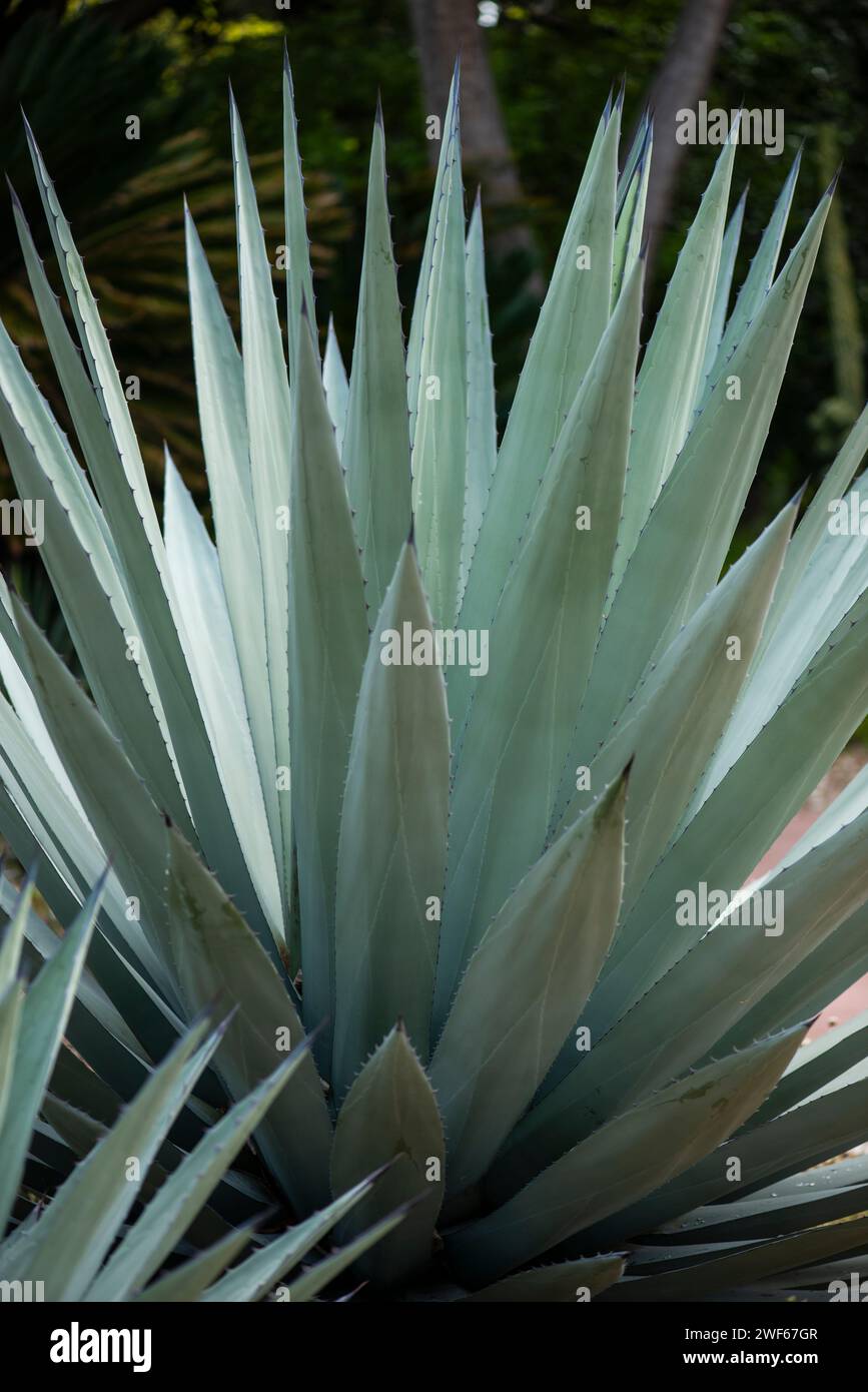 Cactus in the Arid Garden, in the Royal Botanic Gardens, Melbourne ...