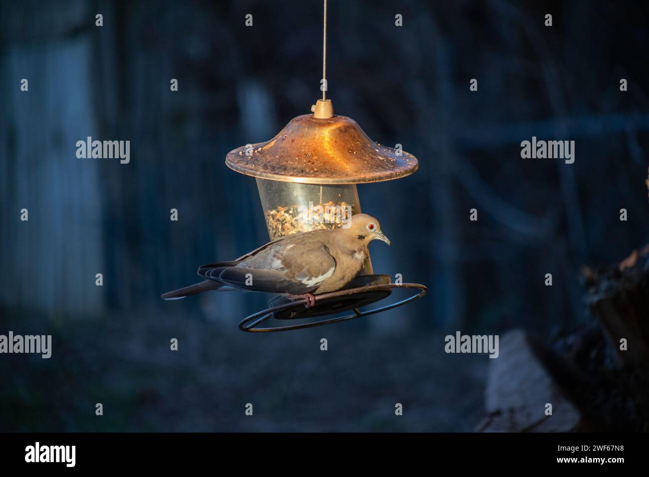 Mourning dove squeezing on to a perch on a bird feeder Stock Photo - Alamy