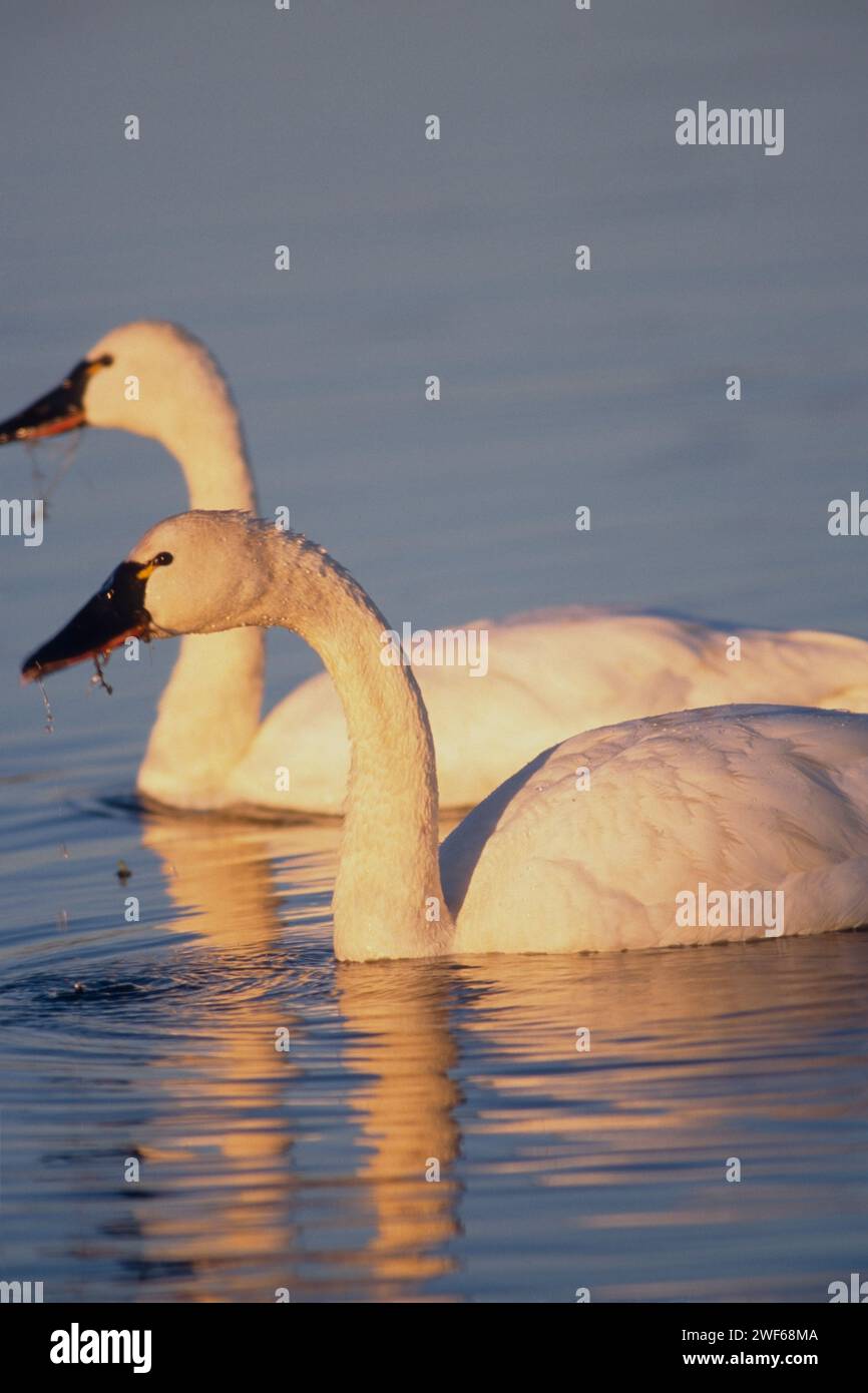 tundra swan, Cygnus columbianus, or whistling swan, eating aquatic ...