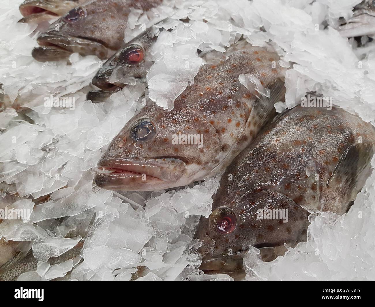 Grouper fish on ice hi-res stock photography and images - Alamy