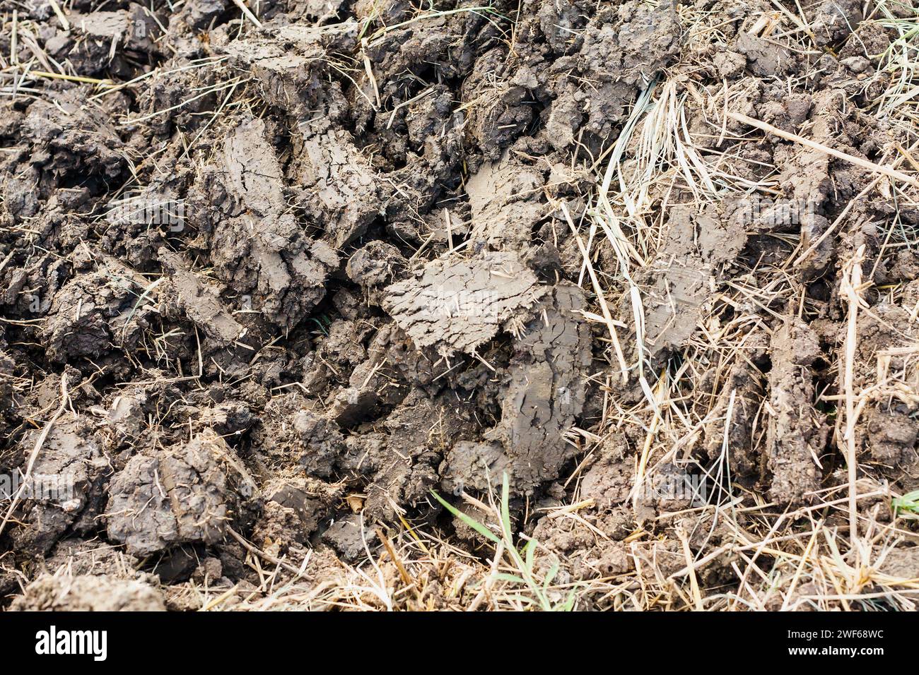 soil texture for gardening, agriculture background Stock Photo - Alamy