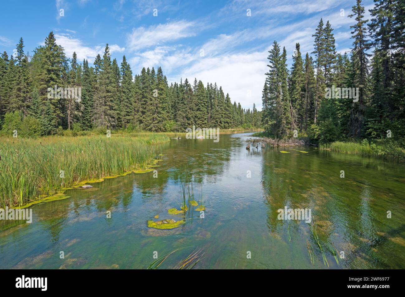River Flowing Through the Weeds and Forest on Waskesiu River in Prince ...