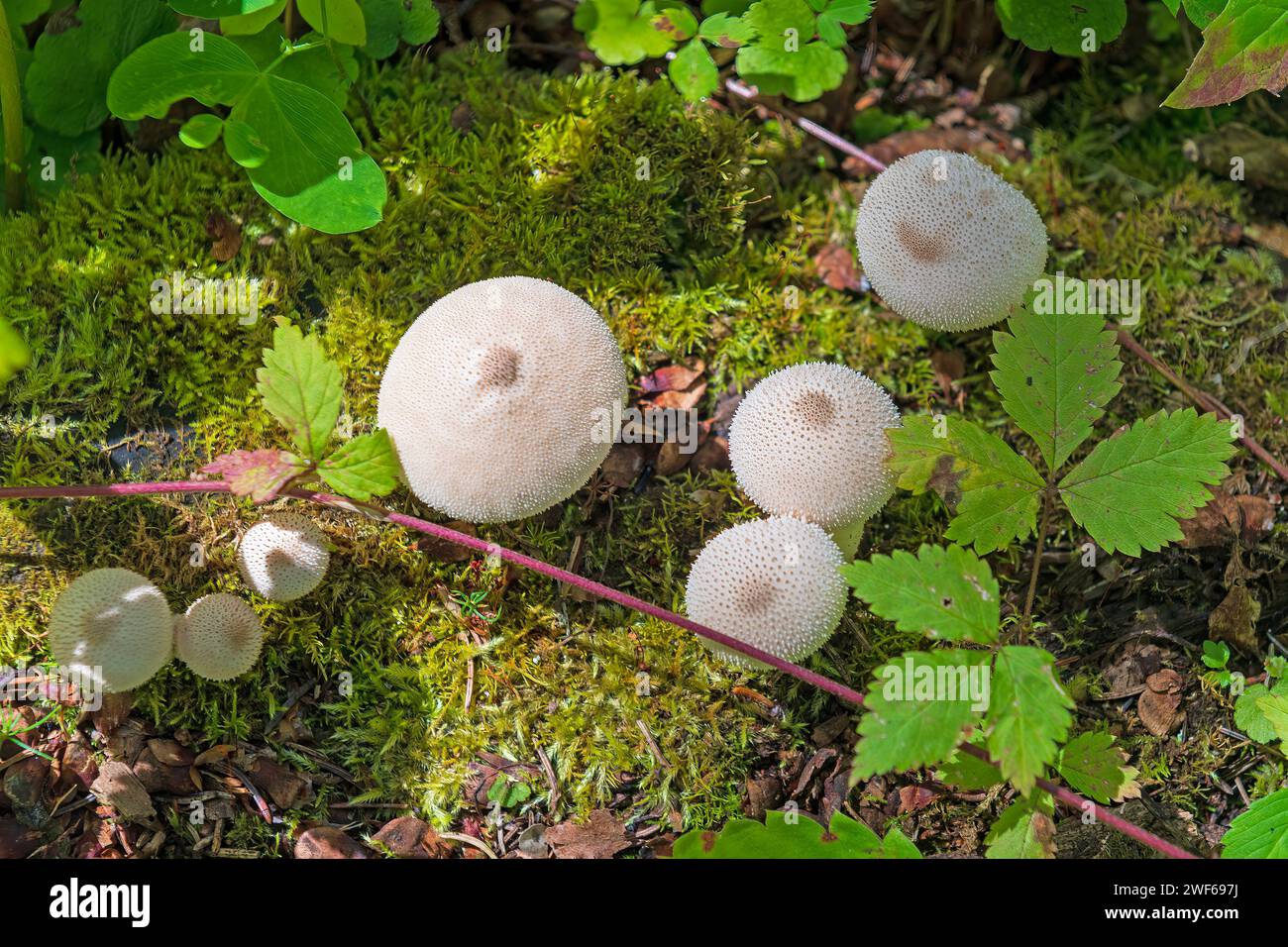 Spiky Mushrooms in the Forest Floor in Prince Edward National Park in ...