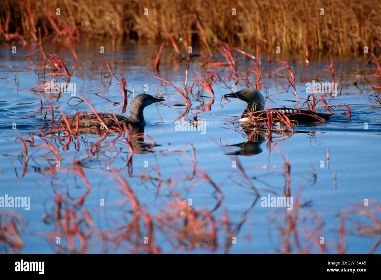 pacific loons, Gavia pacifica, fishing in a lake along the central ...