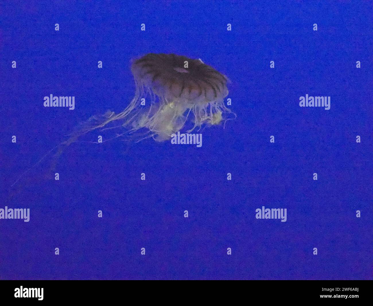 January 28, 2024, New York, New York, USA: New York, New York .Wildlife ...