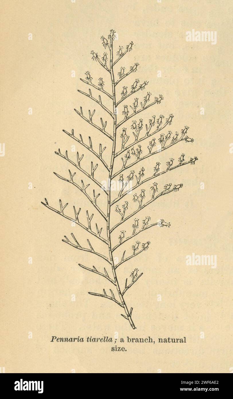 Christmas tree hydroid (Pennaria tiarella, now classified as Pennaria ...