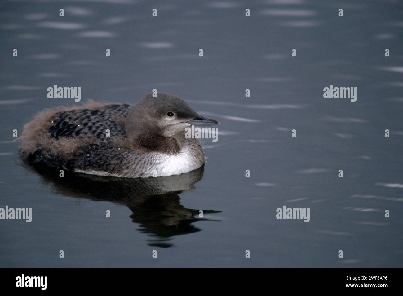 pacific loon, Gravia pacifica, juvenile on a lake on the central Arctic ...