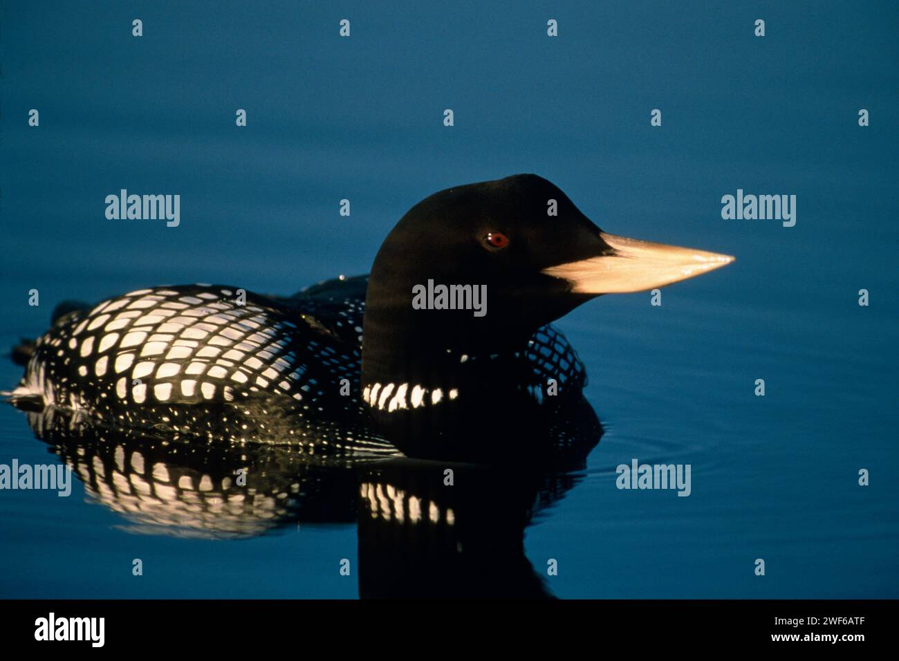 Largest of the loons hi-res stock photography and images - Alamy