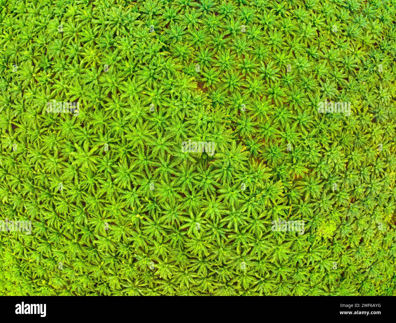 Top view aerial shot of the palm grove with green trees forest,palm ...