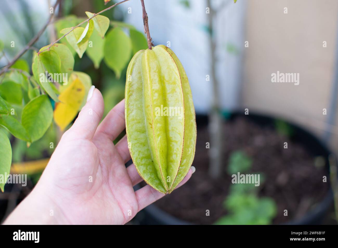 Hand holding Star Fruit growing on a tree Stock Photo - Alamy