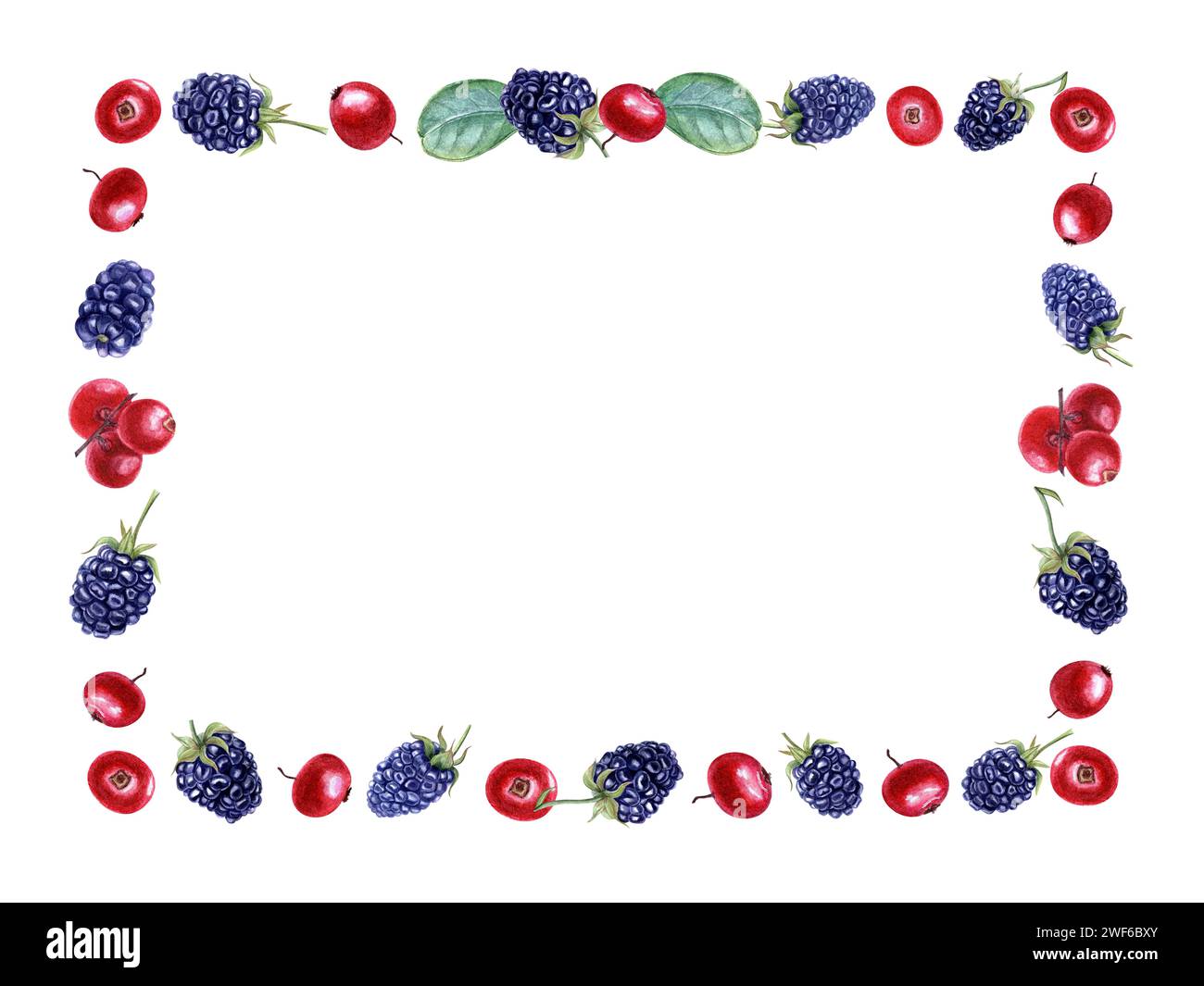 Forest berries with green leaves. Horizontal frame. Bearberries ...