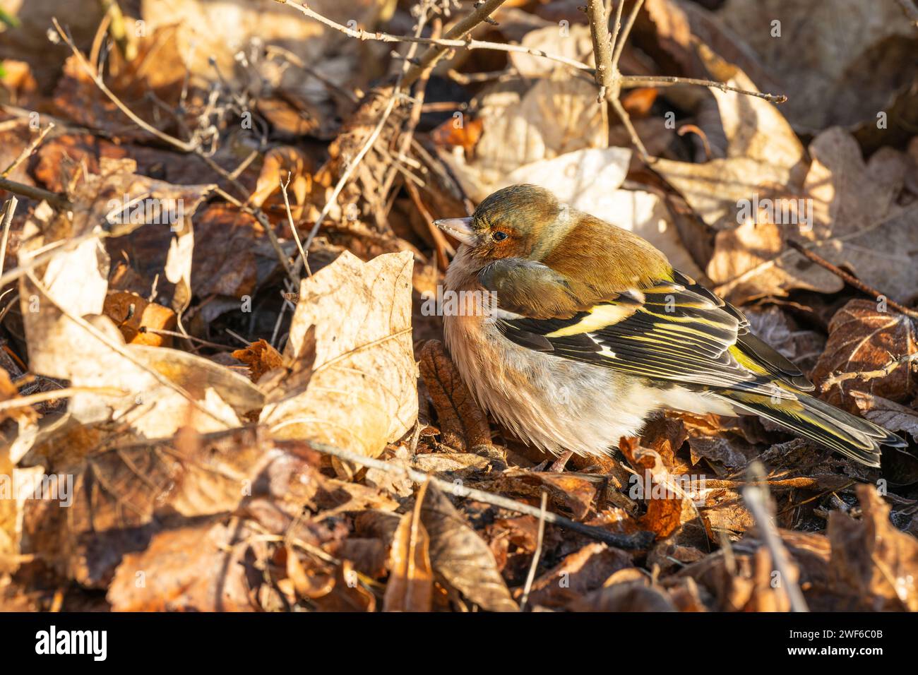 Foraging leaves hi-res stock photography and images - Alamy