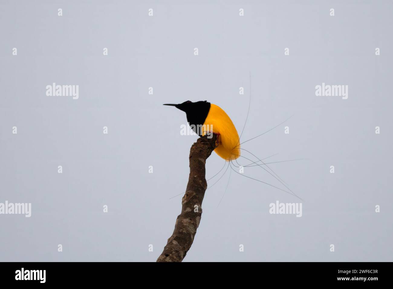Twelve-wired bird-of-paradise or Seleucidis melanoleucus seen in West ...