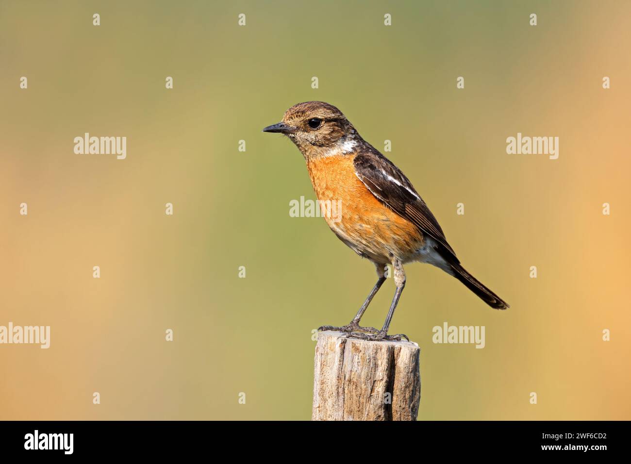 Stonechat fauna hi-res stock photography and images - Alamy