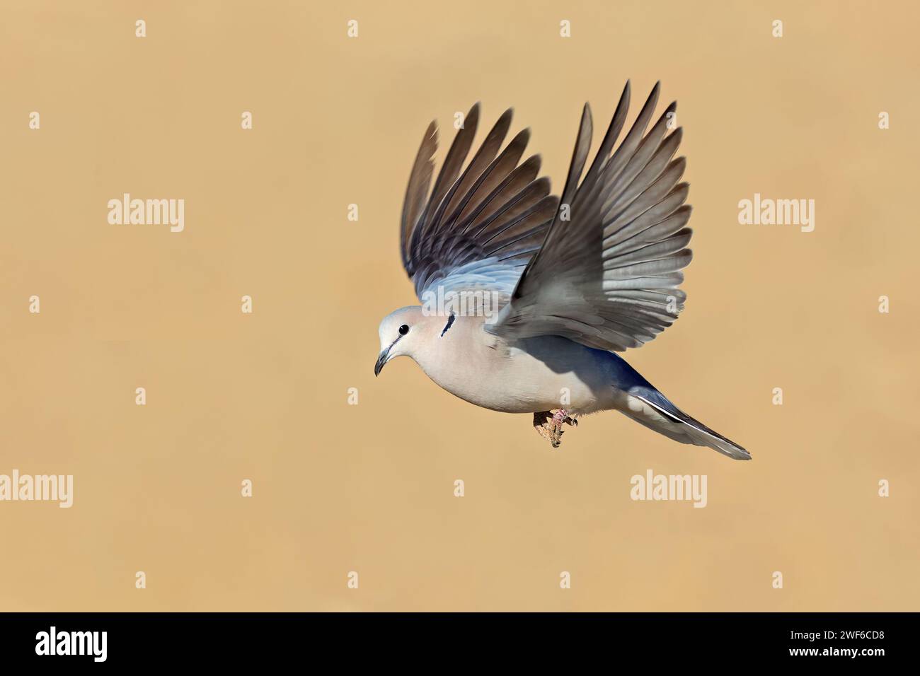 A Cape turtle dove (Streptopelia capicola) in flight with open wings ...