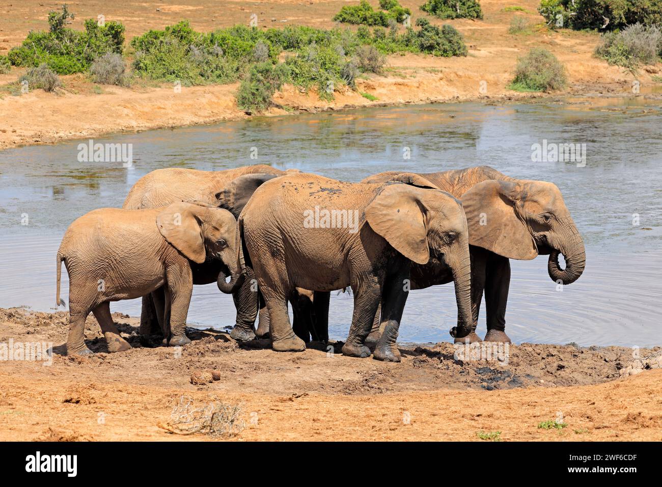 African elephants (Loxodonta africana) at a waterhole, Addo Elephant National Park, South Africa ...