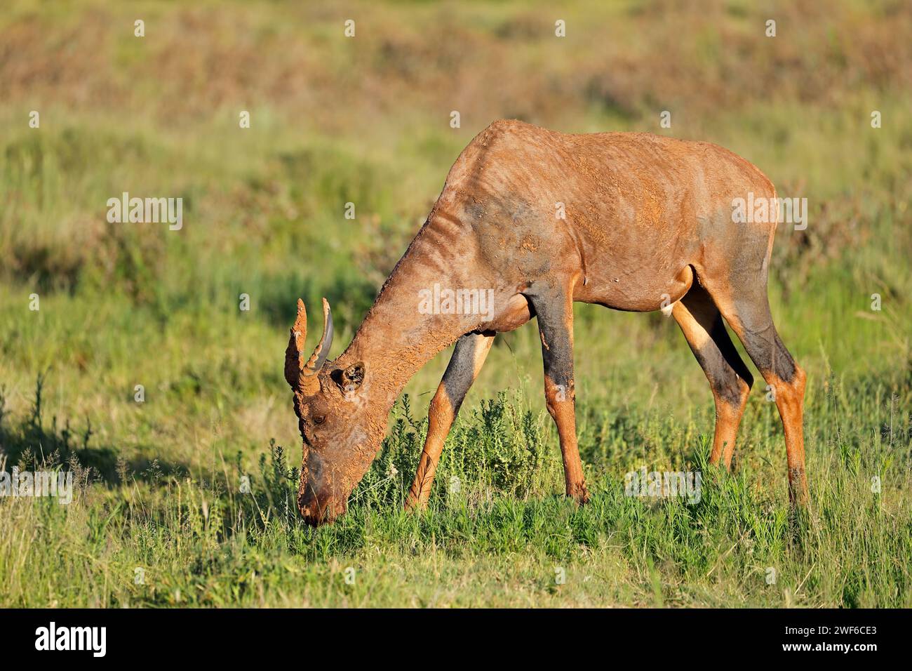 A rare tsessebe antelope (Damaliscus lunatus) in natural habitat ...