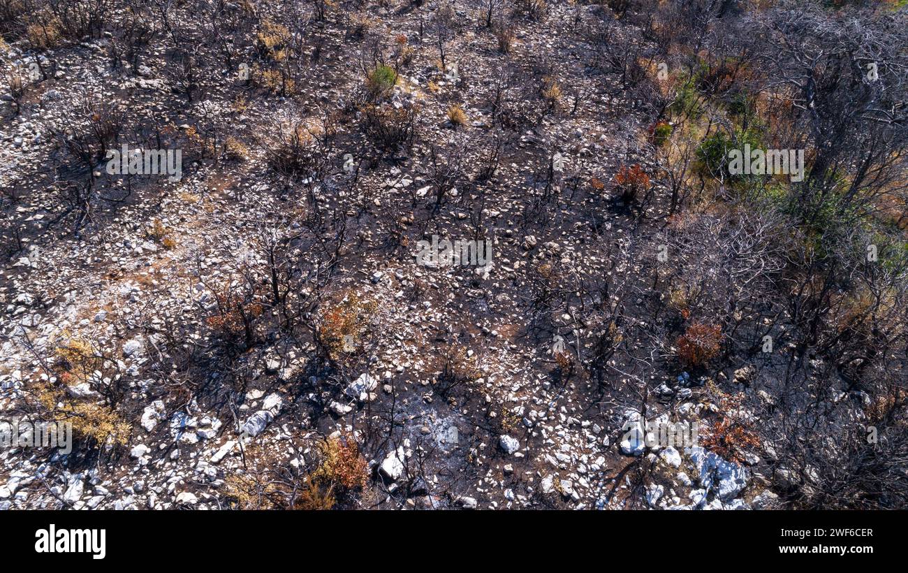 Scorched earth and blackened tree trunks caused by a large bush fire ...