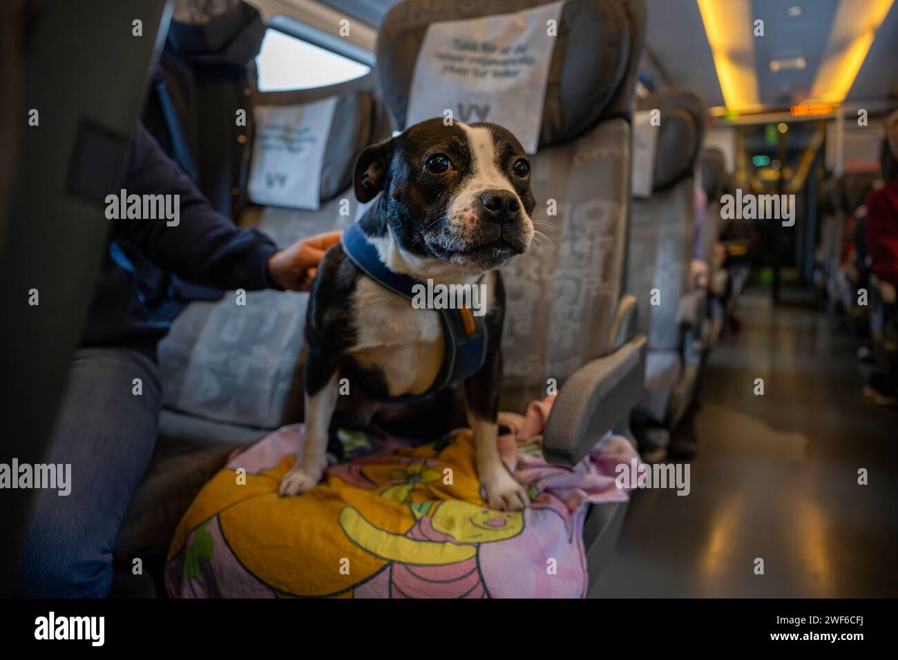 A dog sits in one of the assigned seats in the pet car of the train ...