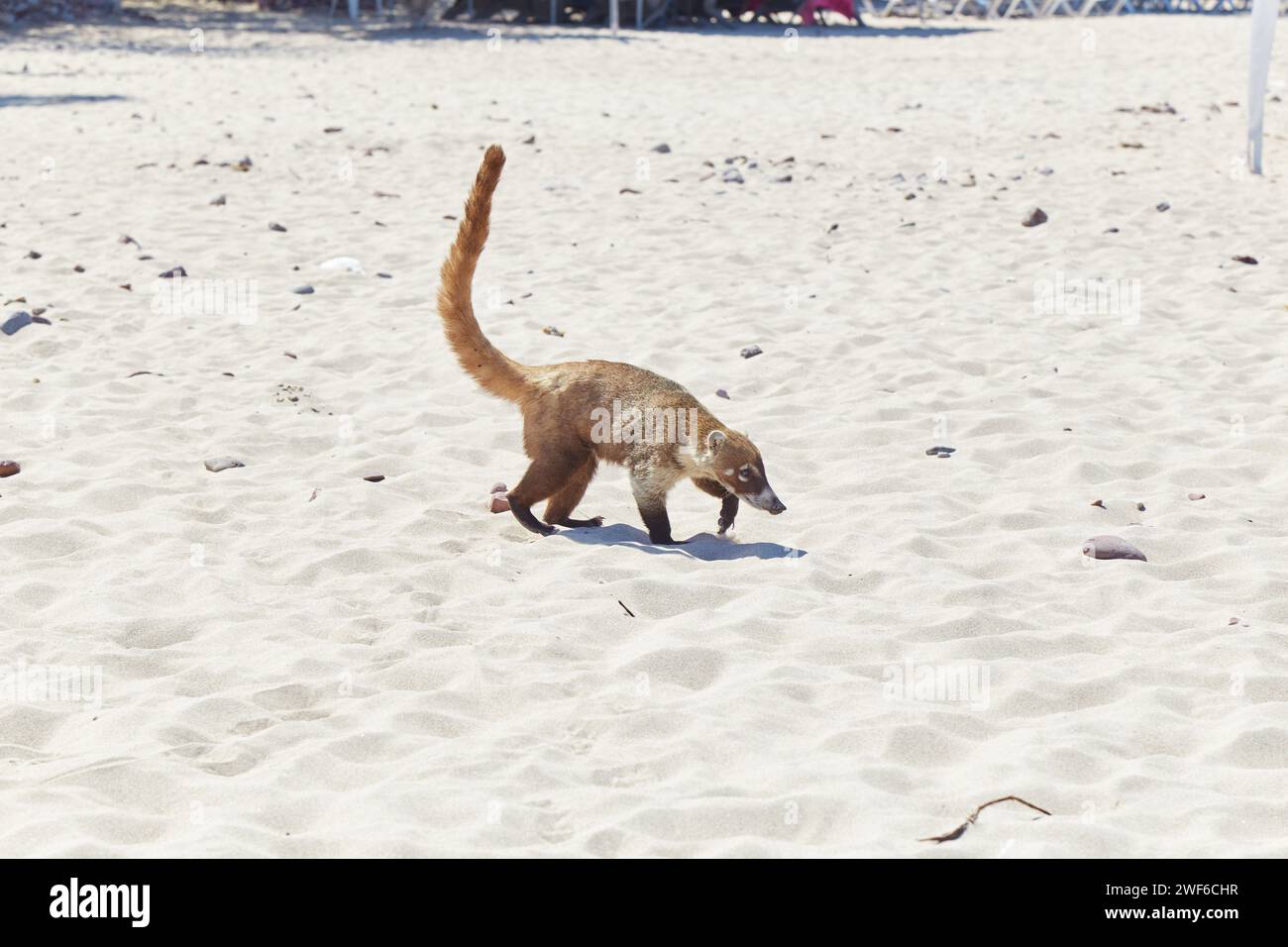 Coati in tree mexico hi-res stock photography and images - Alamy