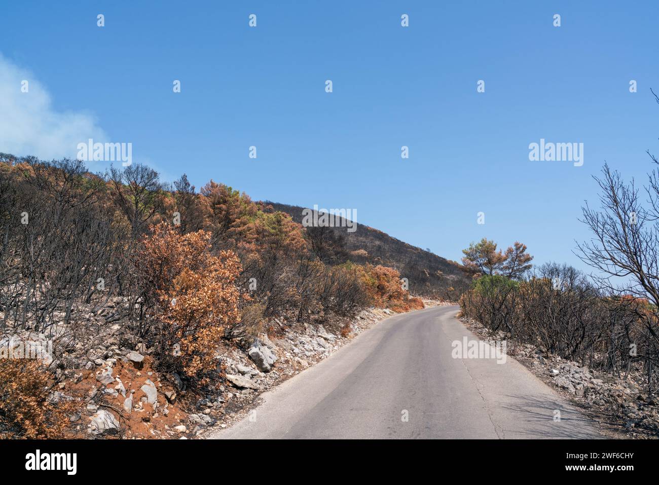 Scorched earth and blackened tree trunks caused by a large bush fire ...