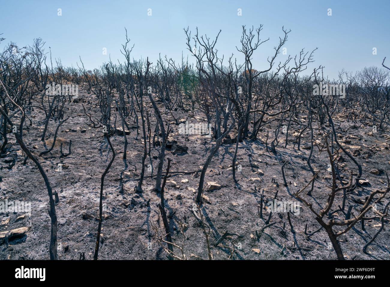 Scorched earth and blackened tree trunks caused by a large bush fire ...
