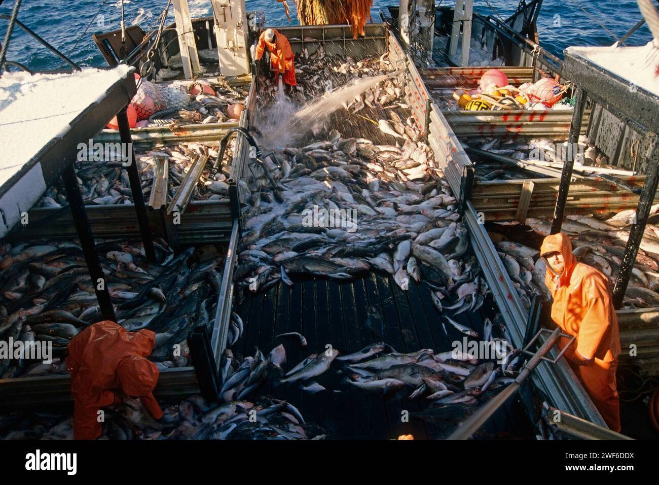 crew bleeds a full deckload of Pacific cod fish before putting them in ...