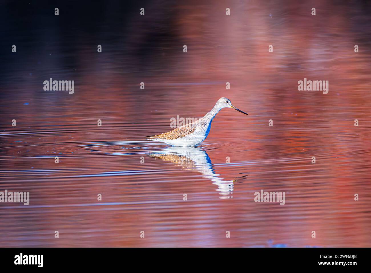 Reflecting In The Lower Salt River Stock Photo - Alamy