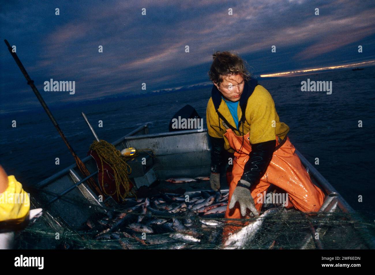 commercial fishing crew pulls Kenai sockeye salmon, Oncorhynchus nerka ...