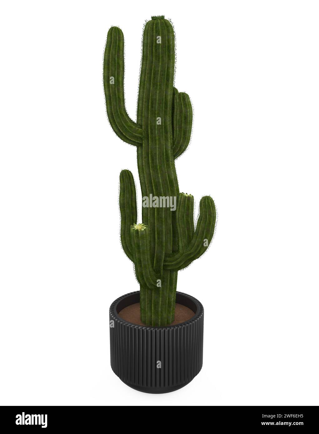 Saguaro Cactus Flower Cut Out Stock Images Pictures Alamy