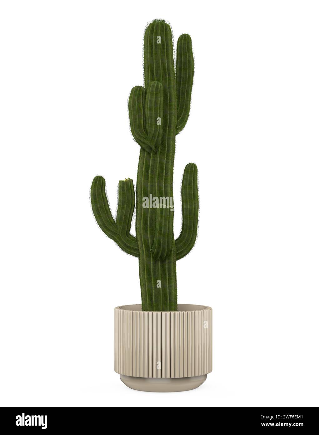 Cactus Plants Isolated Stock Photo - Alamy