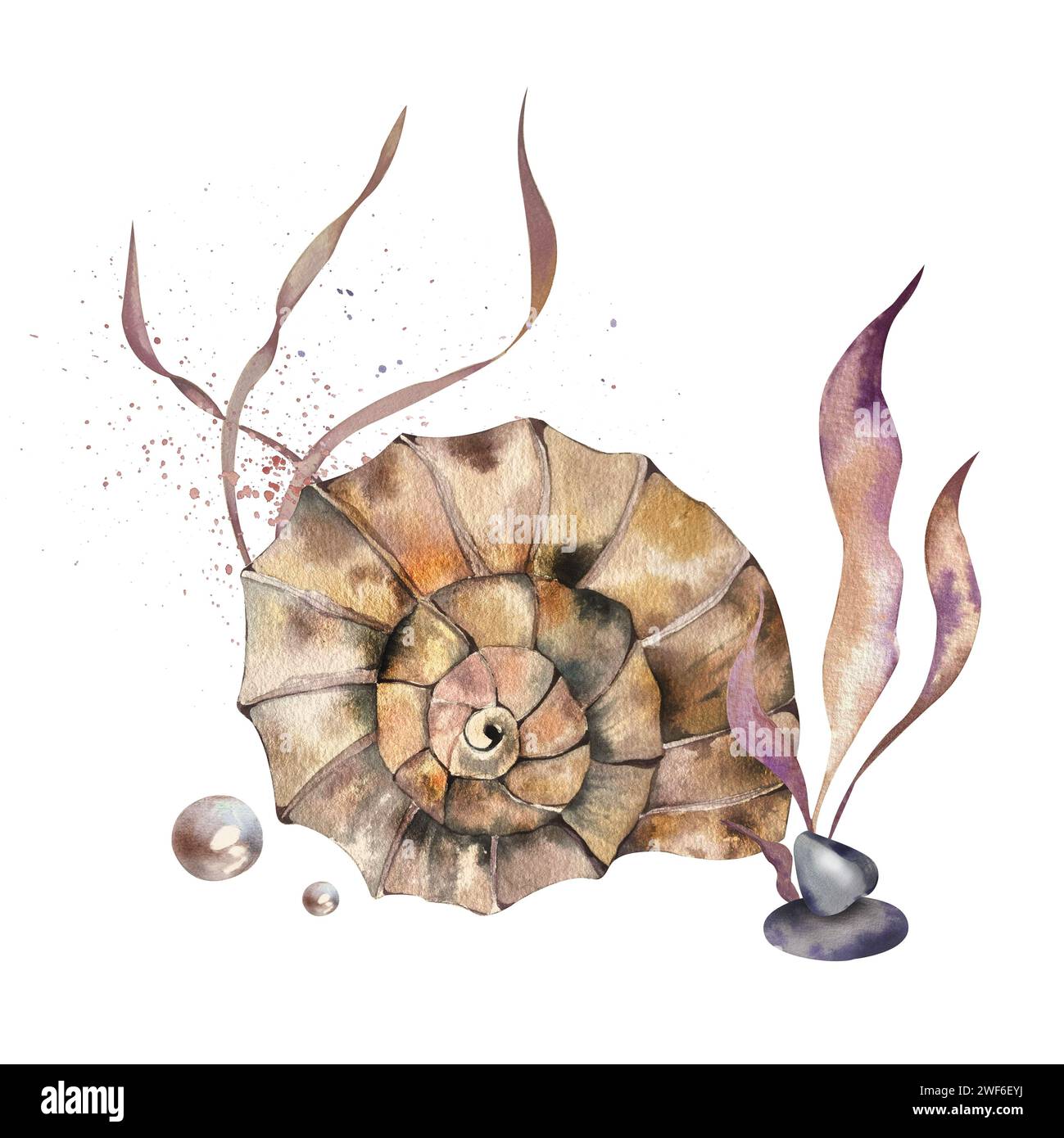 the composition of a seashell with algae, sea stones and pearls ...