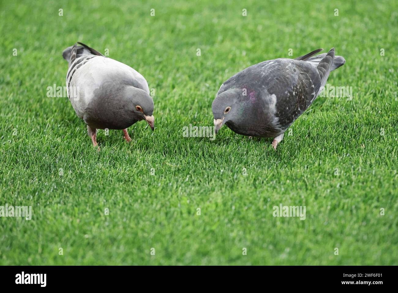 Tauben foto hi-res stock photography and images - Alamy
