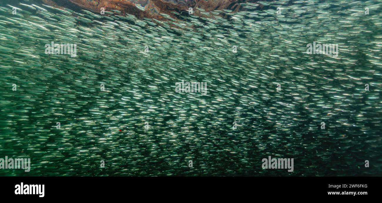 Underwater scene in the Pacific Ocean with a swarm of small fish ...
