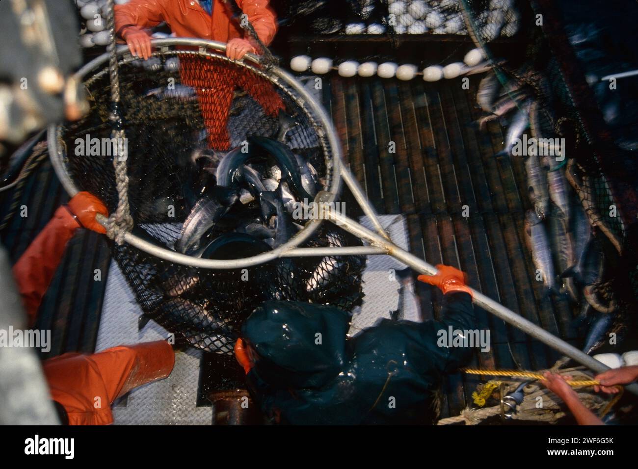 commercial fishing for chum salmon, Oncorhynchus keta, in southeast ...
