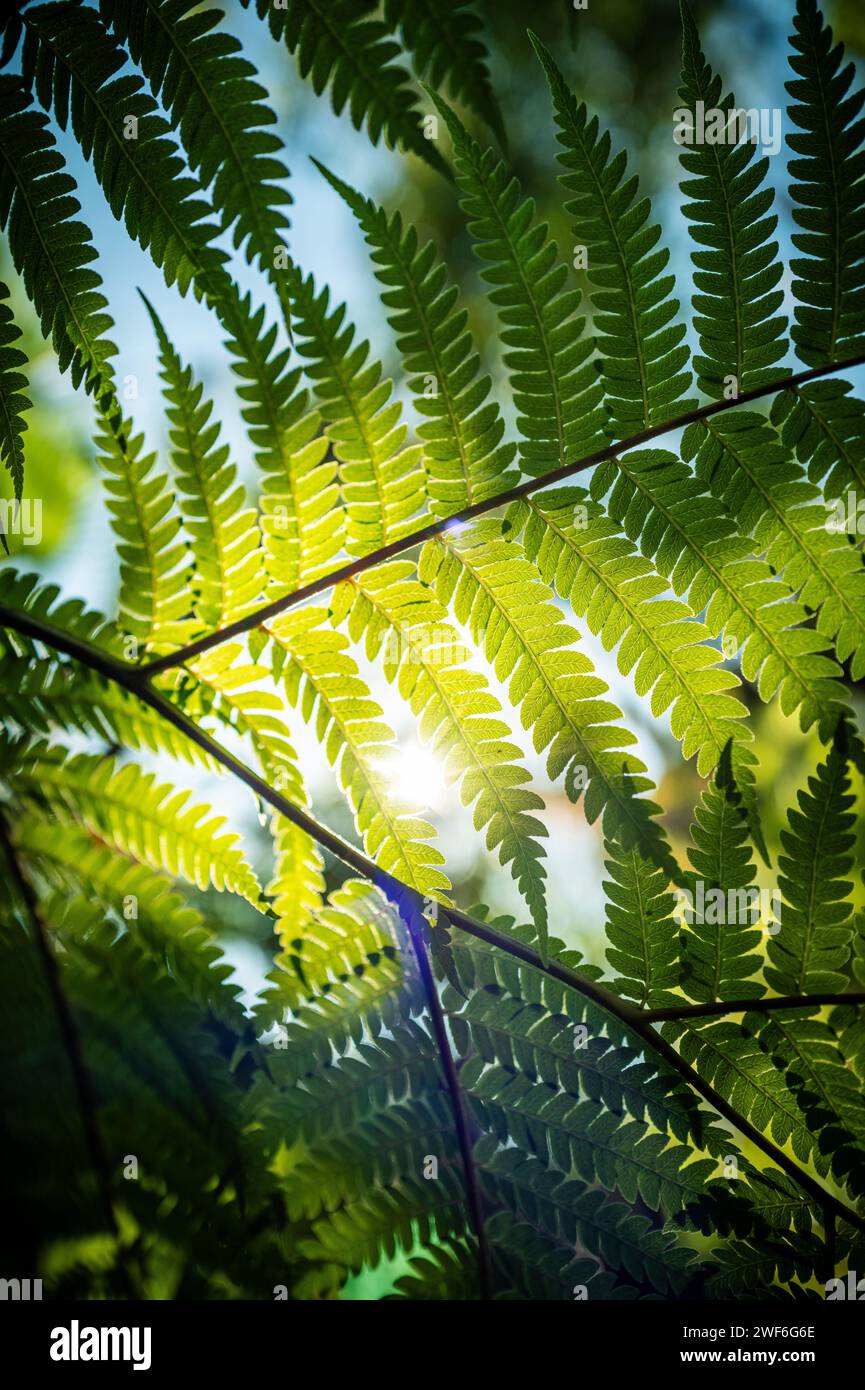Natural scene of green fern tree touching sunlight in background ...