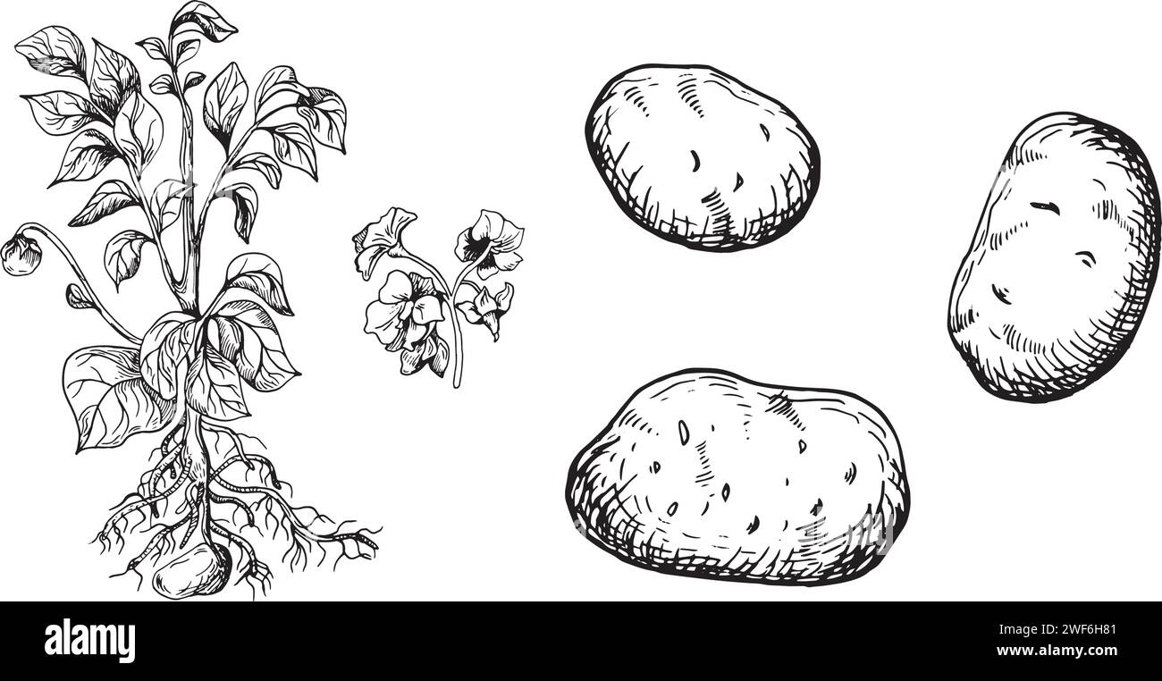 Bush of potato vector illustration isolated on white. Bush of root ...