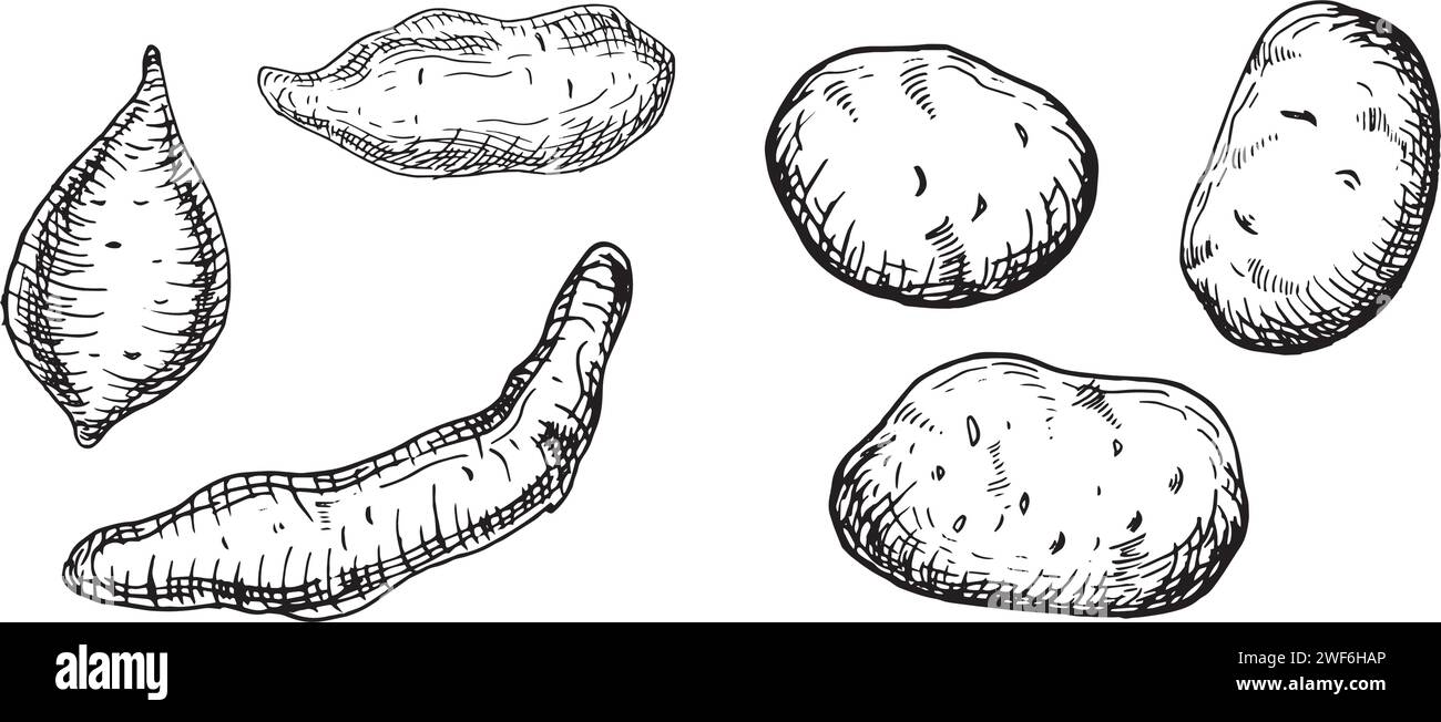 Set of various potatoes vector illustration isolated on white. Whole of ...