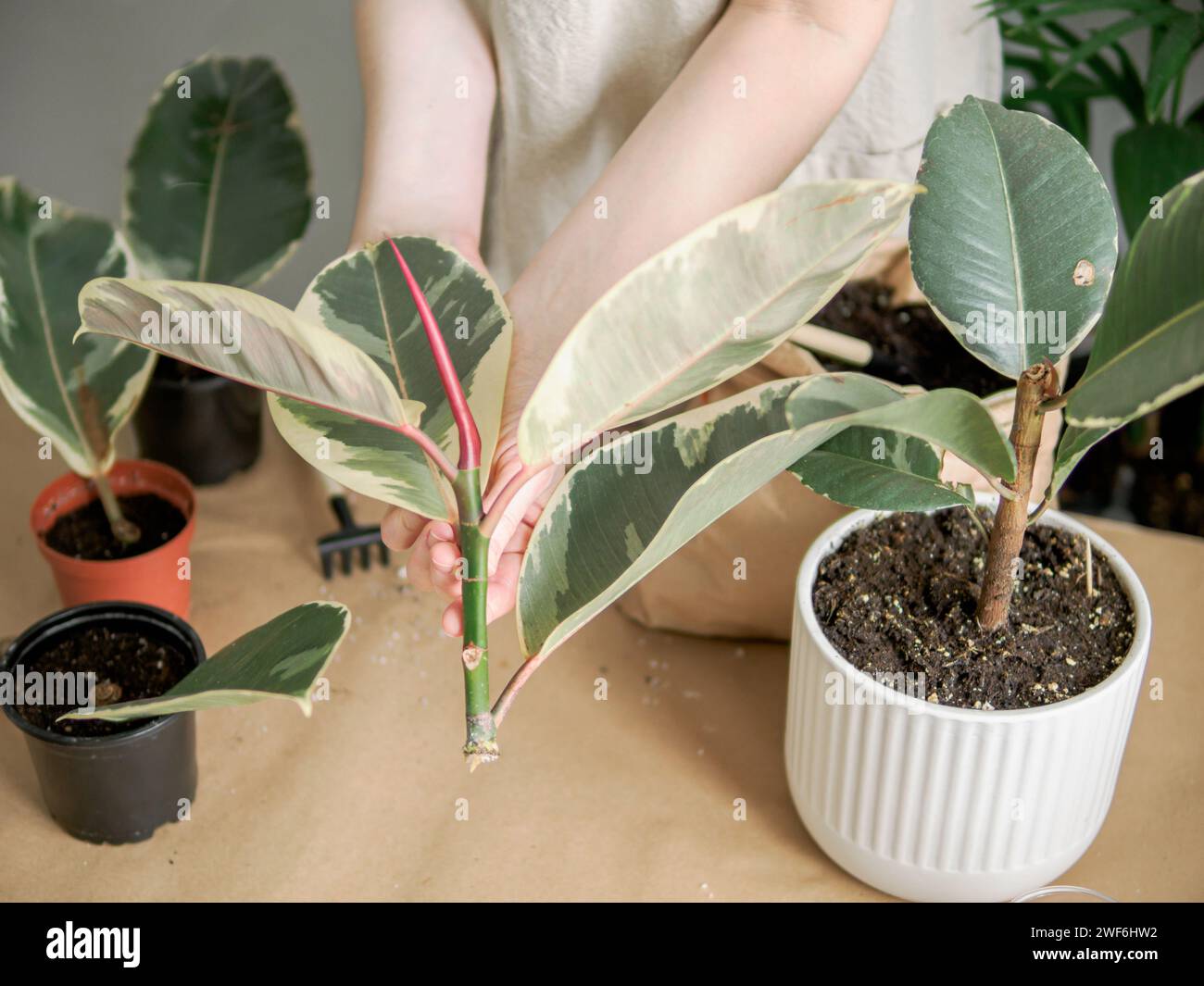 Tineke rubber tree hi-res stock photography and images - Alamy