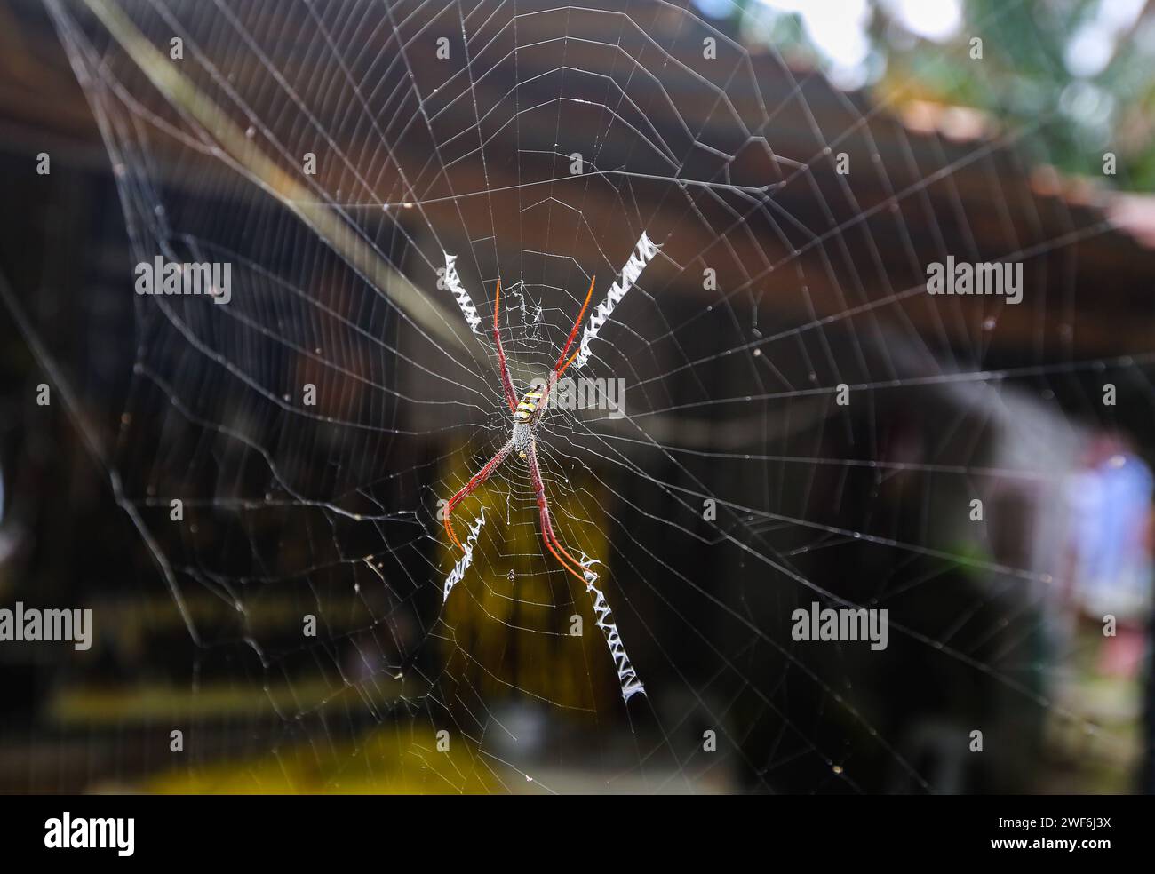 Filipino garden hi-res stock photography and images - Alamy