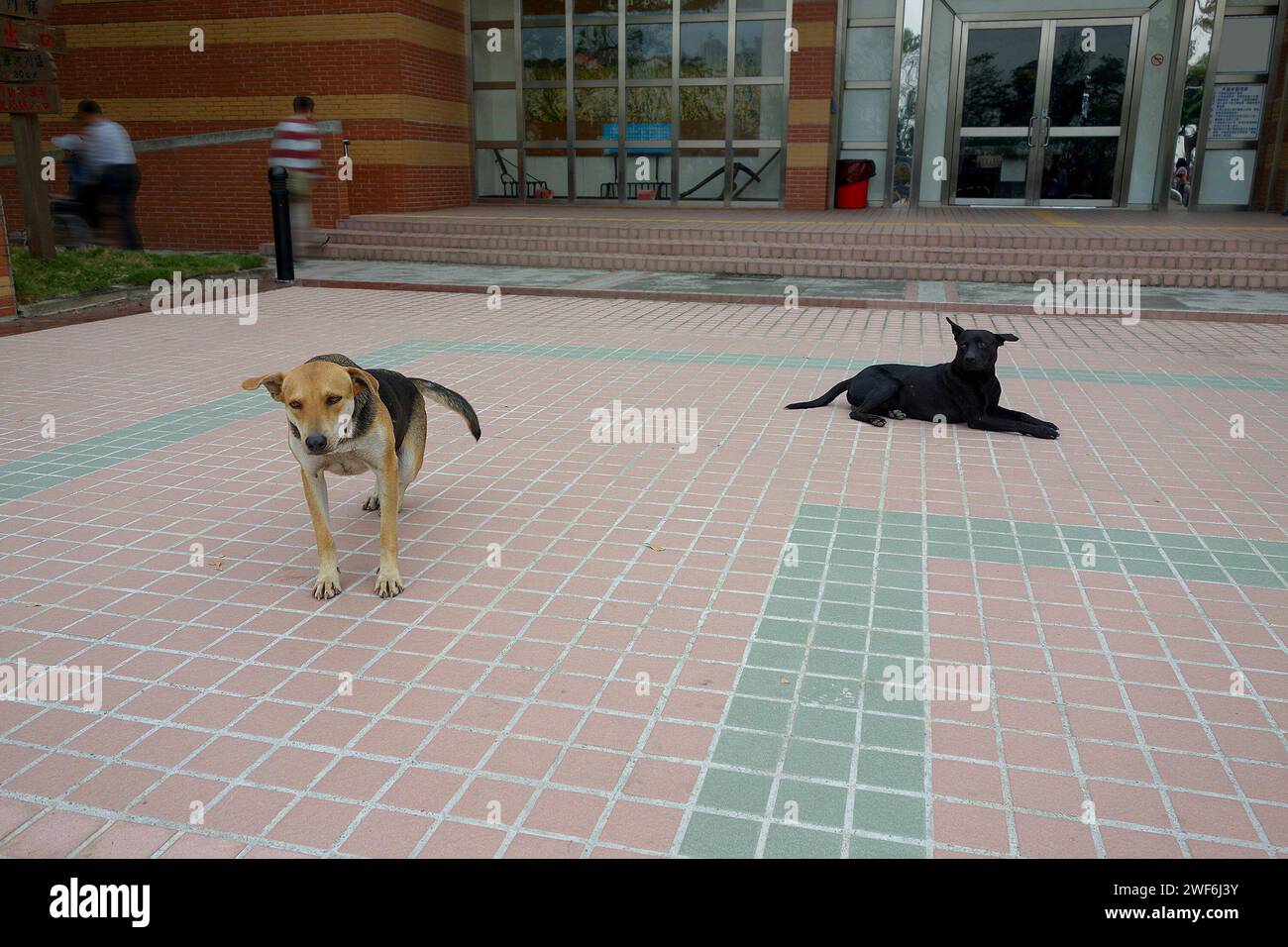 Dog street from the front hi-res stock photography and images - Alamy